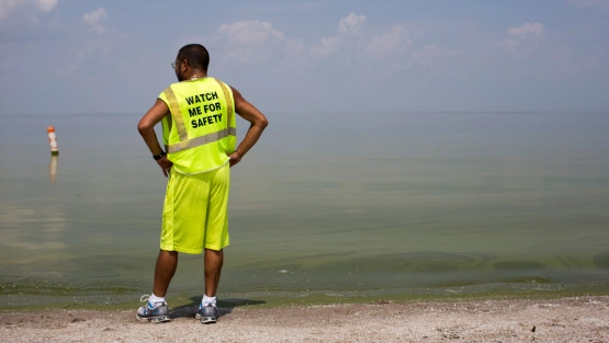 Lake Erie blooms found to contain hidden cocktail of toxins