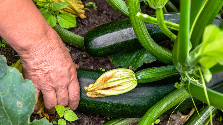 Mistakes everyone makes when planting squash