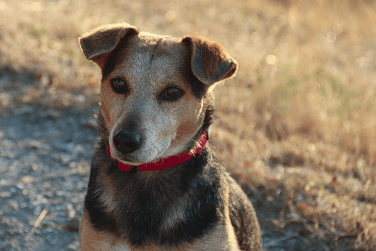 Día Mundial del Perro sin raza: la fecha que impulsa la adopción ...