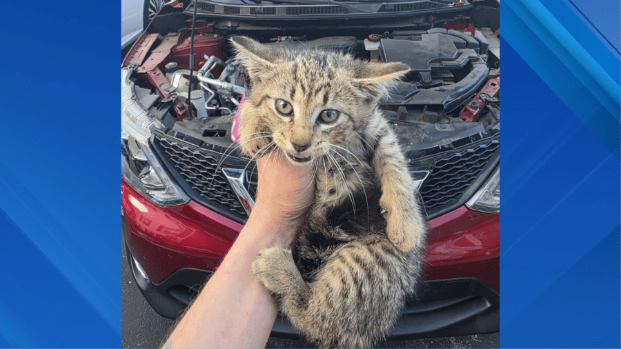 See it: NY animal rescuer saves kitten