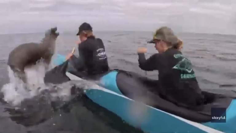 Sea lion leaps into outrigger canoe during Monterey race, stunning crew