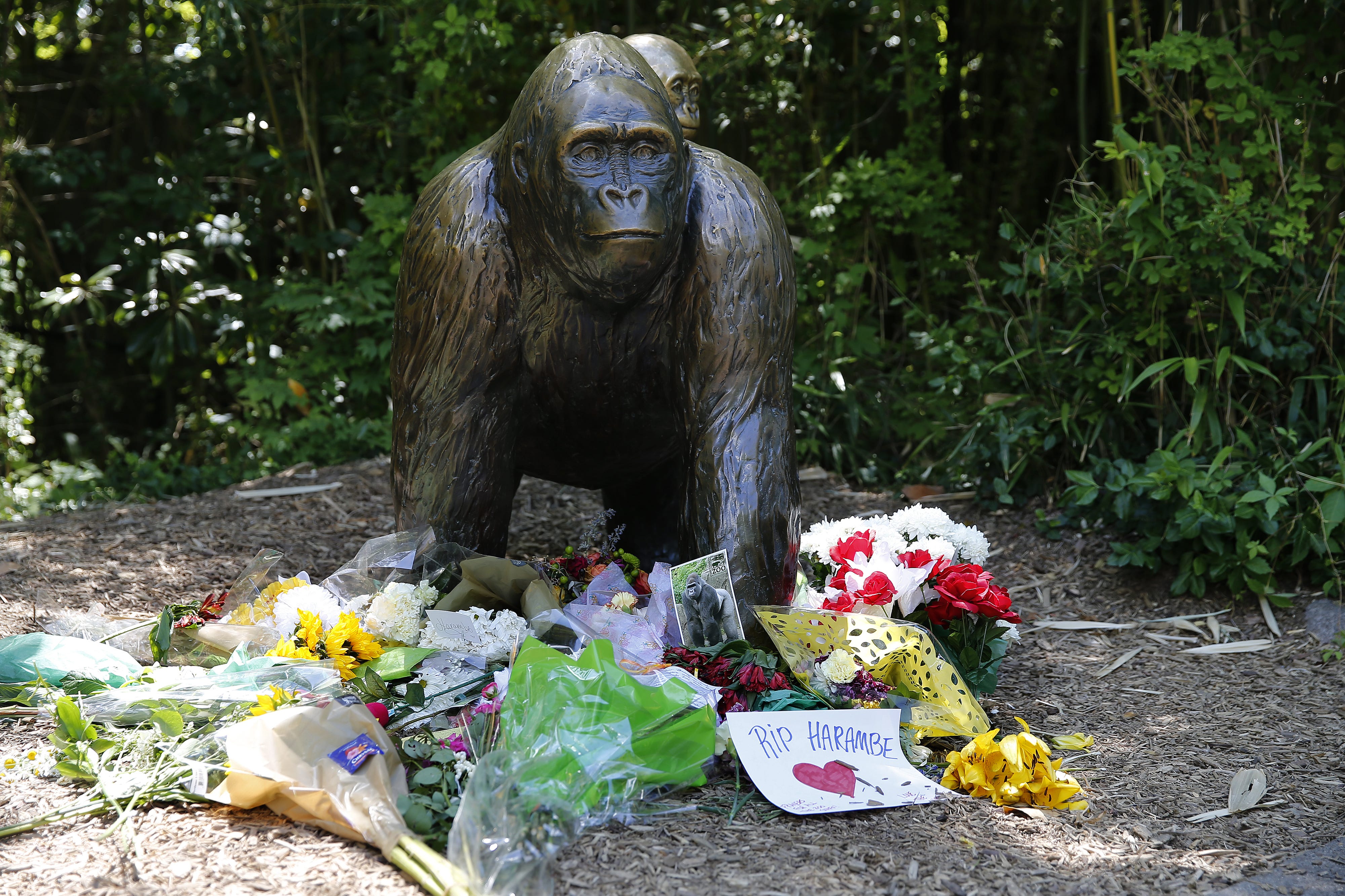 Why Harambe is still the gorilla of our memes 10 years after his death