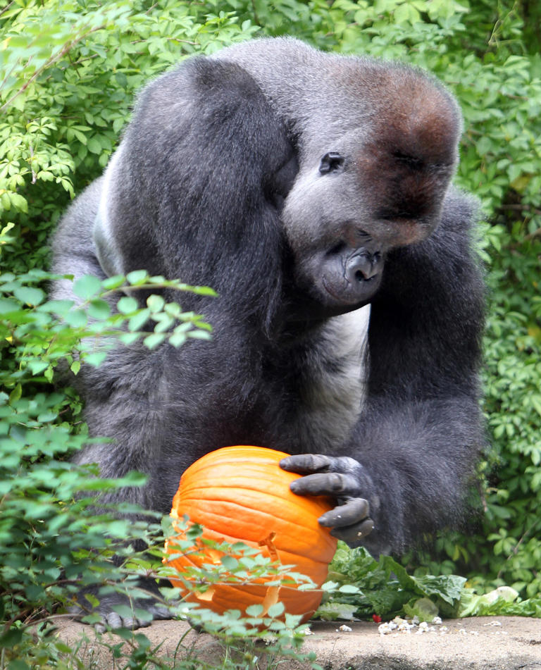 Why Harambe is still the gorilla of our memes 10 years after his death