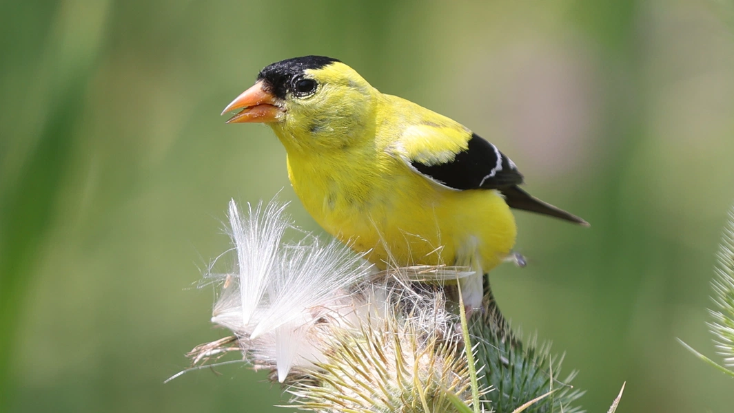 Turn your backyard into a bird paradise