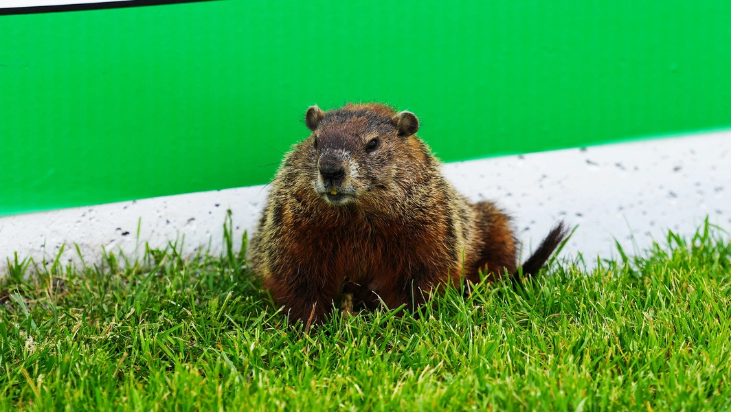 Groundhog-proof your garden the kind way