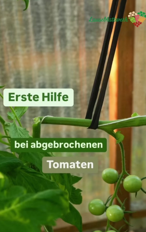 Gemüsegarten insights teil 3