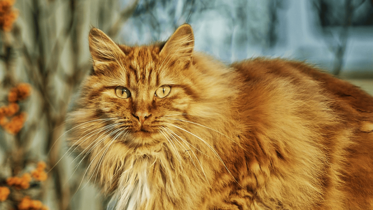 10 adorable cat names inspired by Disney characters