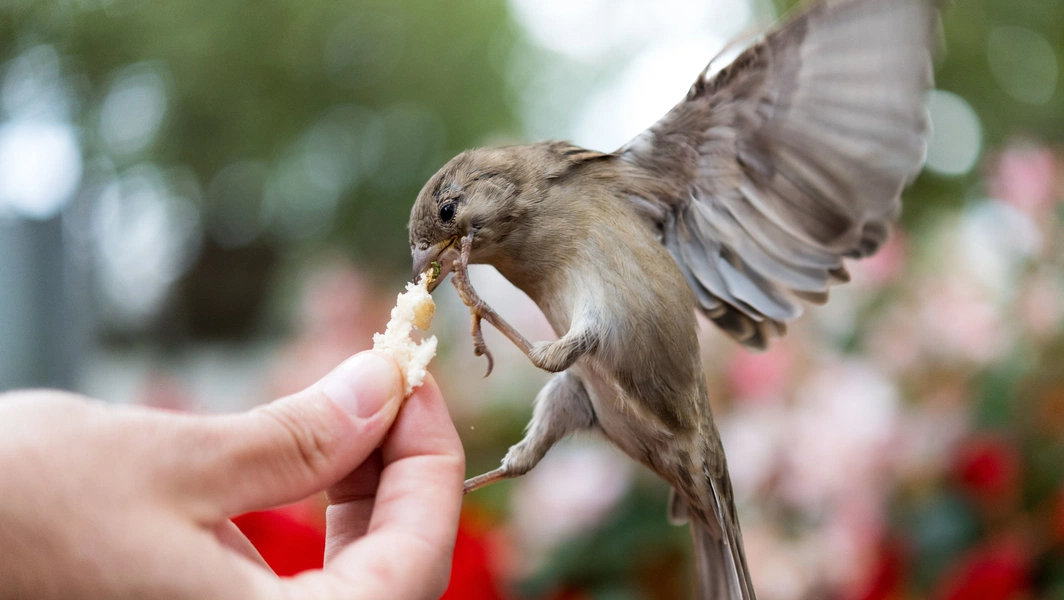Backyard bird care made simple and joyful