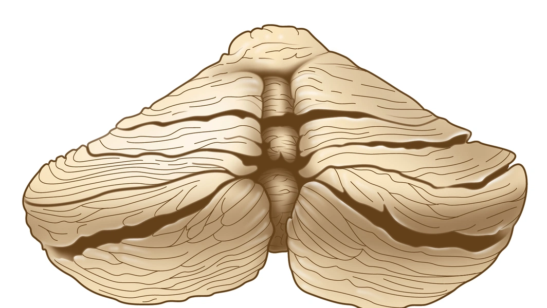 Researchers uncover hidden cerebellar circuit boosting motor learning