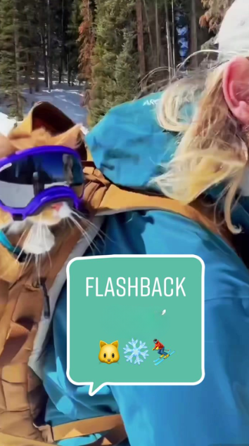 Adventure cat flashback in the snow