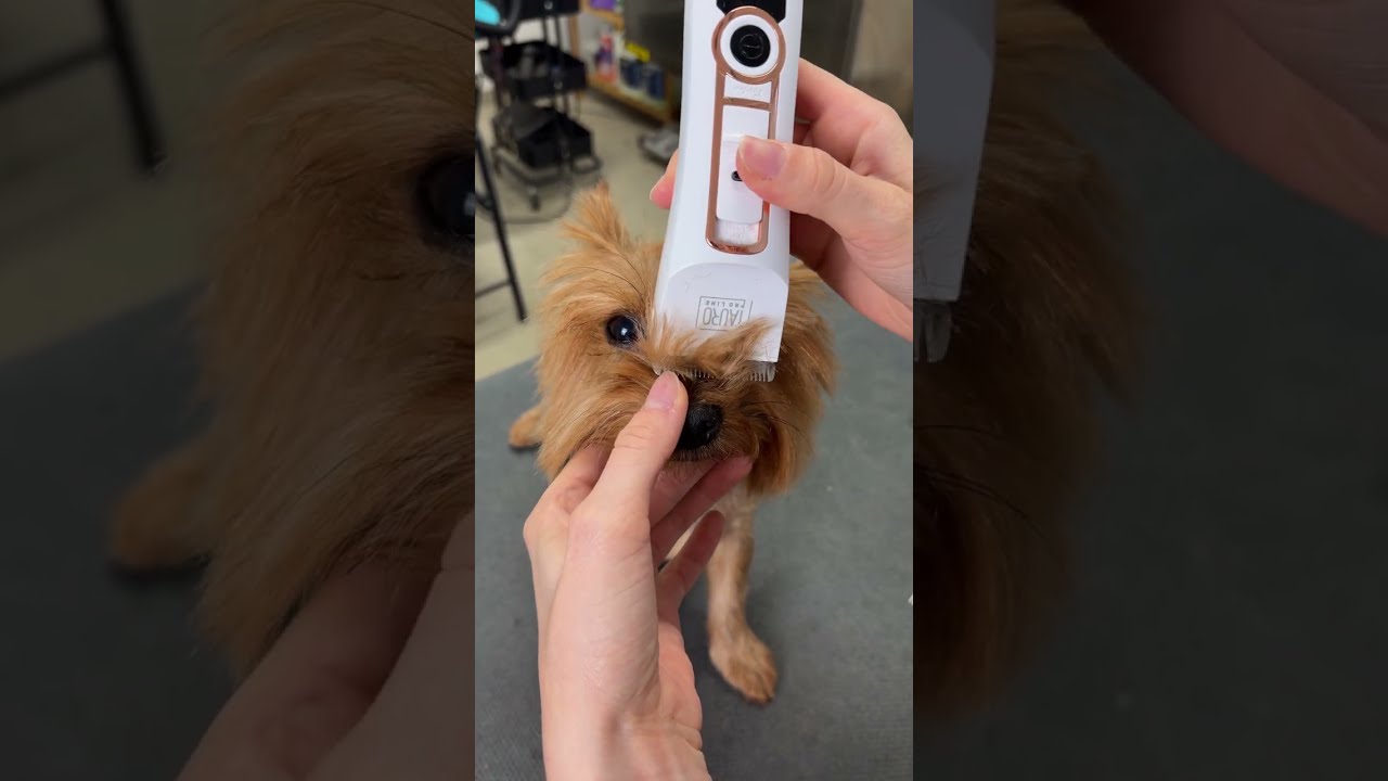 Perfect Yorkie transformation: Step-by-step face, ear & body grooming ...
