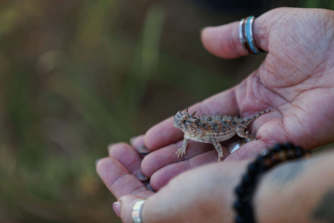 Texas horned lizards bred at San Antonio Zoo are thriving in the wild ...