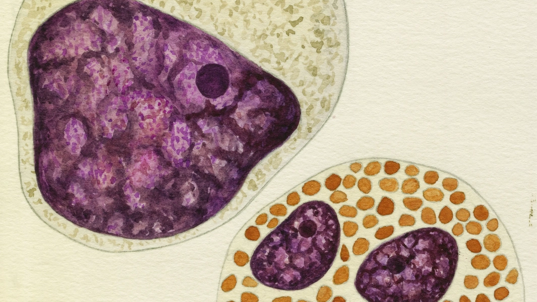 Your white blood cells are working overtime for you