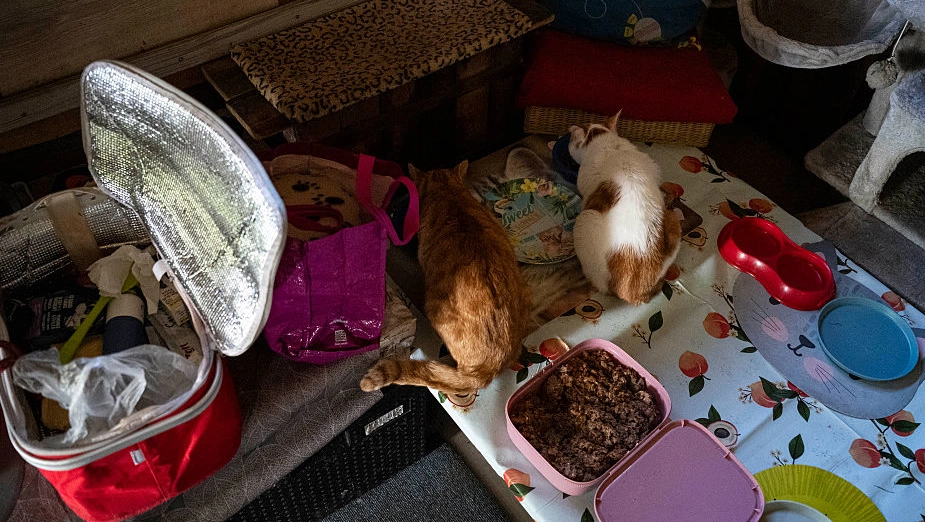 Keeping the peace with your feisty feline friends
