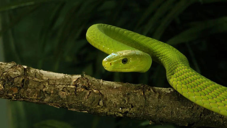 Green mamba: Inside the venom, hunting behaviour, and striking physical ...