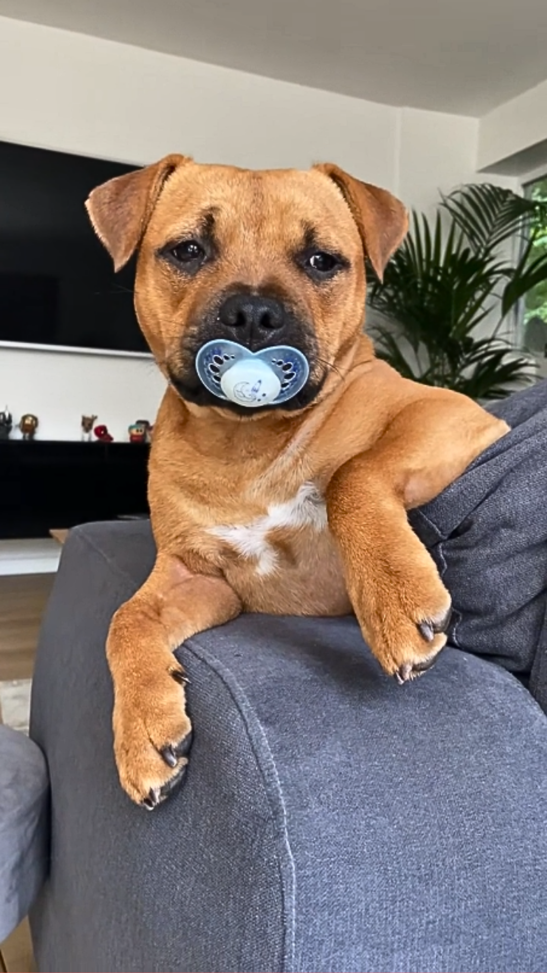 Ragnar et la tétine chien trop mignon