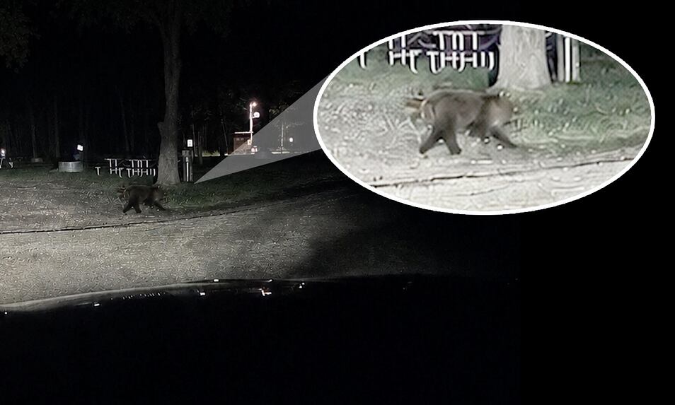 Bear cub spotted at Chesaning park