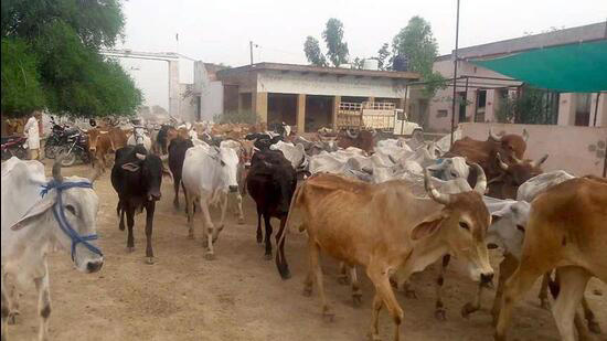 Noida: Cooling systems, fodder and cattle verification at cow shelters