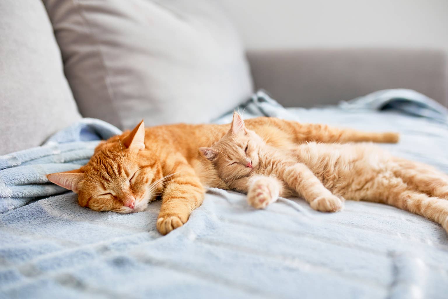 Kitten adorably attempts to snuggle with a grouchy older cat
