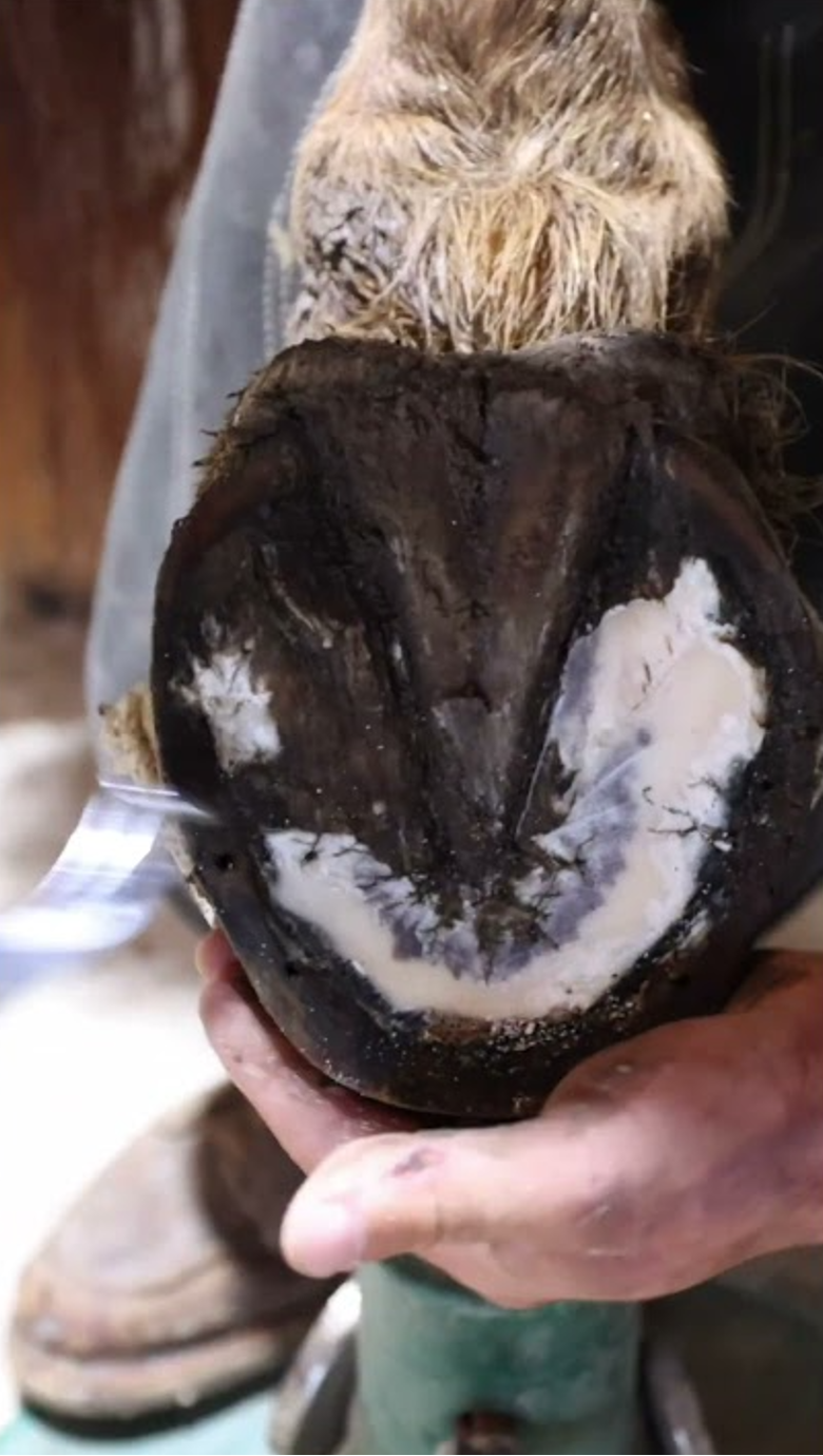 Hoof trimming that feels so satisfying