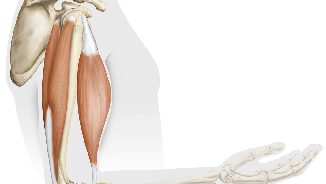 Smarter curl tips for serious arm growth