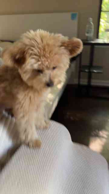 Tiny Pomapoo Barney shows off his irresistible cuteness