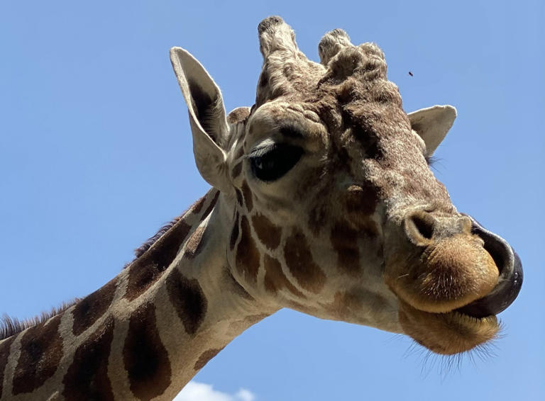 New program encourages visits to zoos across Kansas