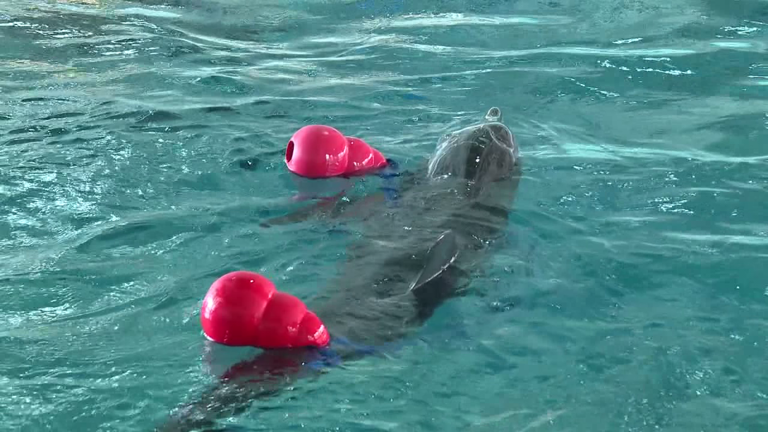 Clearwater Marine Aquarium serves as backdrop for new Christmas romance ...