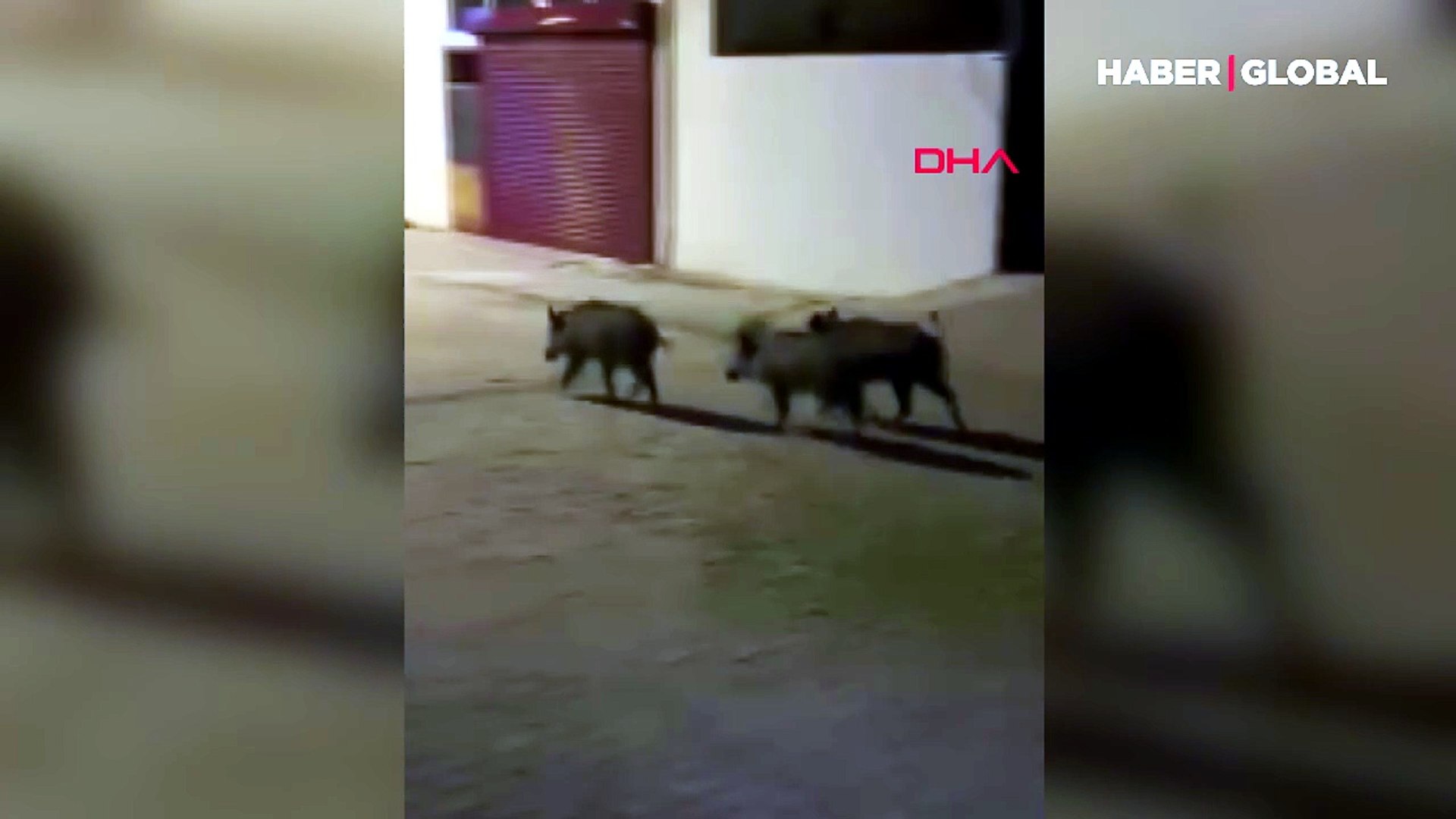 Hatay'da domuz sürüsü mahalleye indi! O anlar kamerada