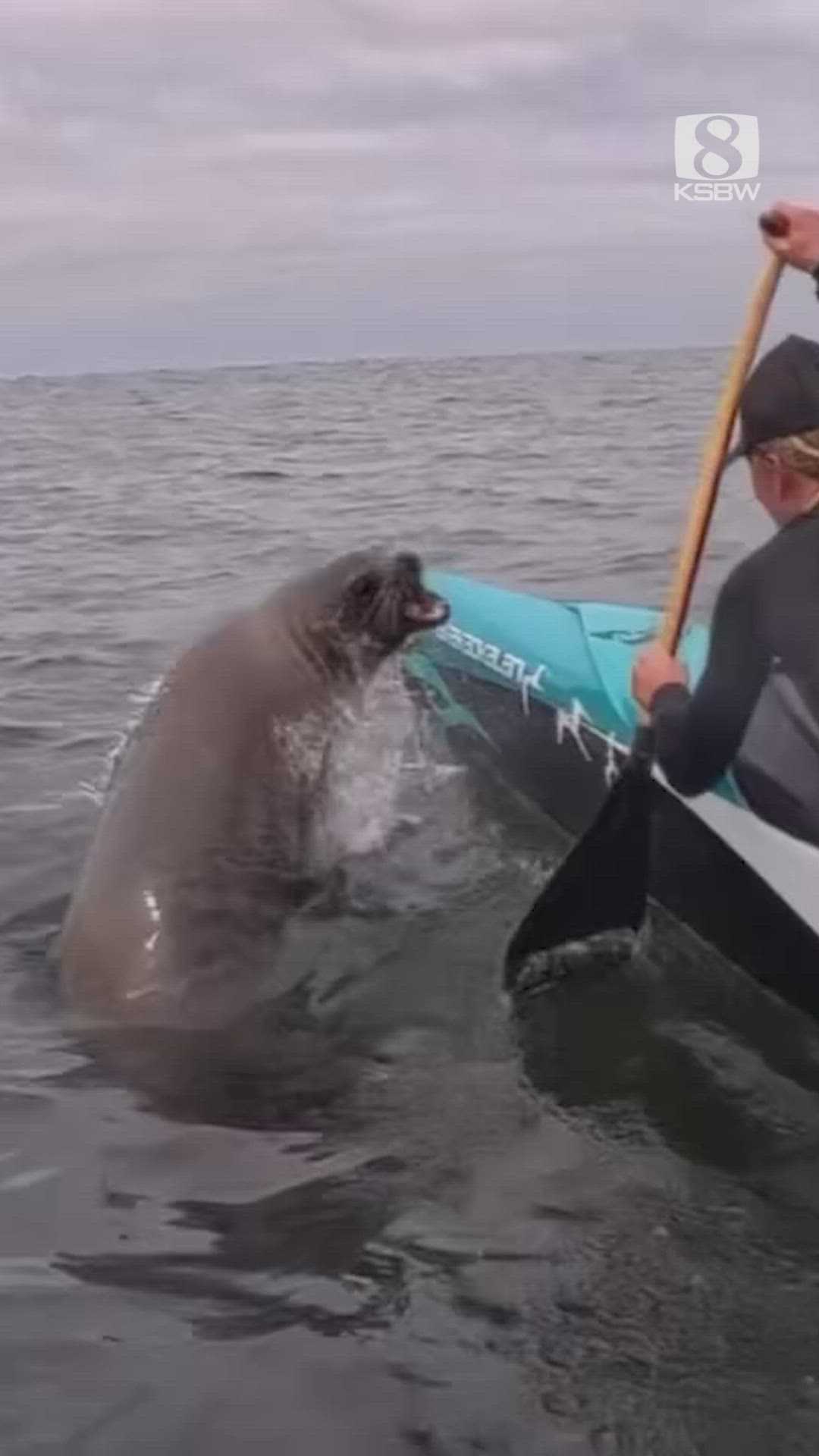 Watch: Outrigger race turns wild as sea lion hops aboard crew’s canoe