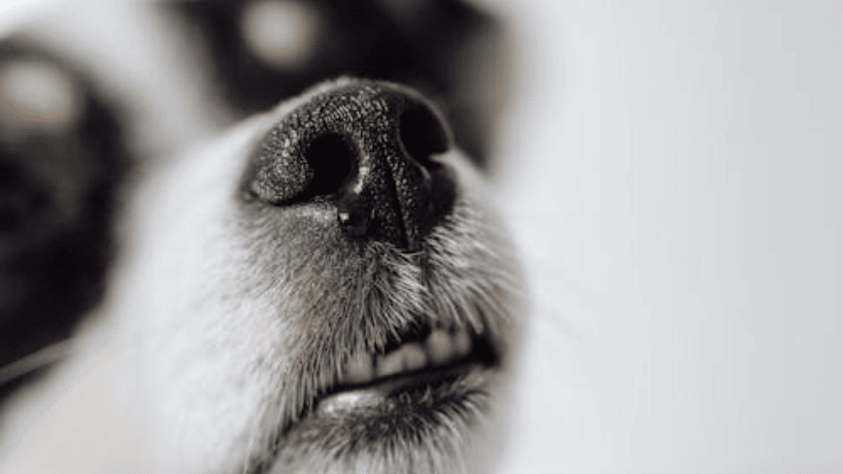 Why do dogs sigh? American Kennel Club experts explain the real reasons