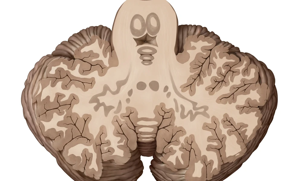 Researchers uncover hidden cerebellar circuit boosting motor learning