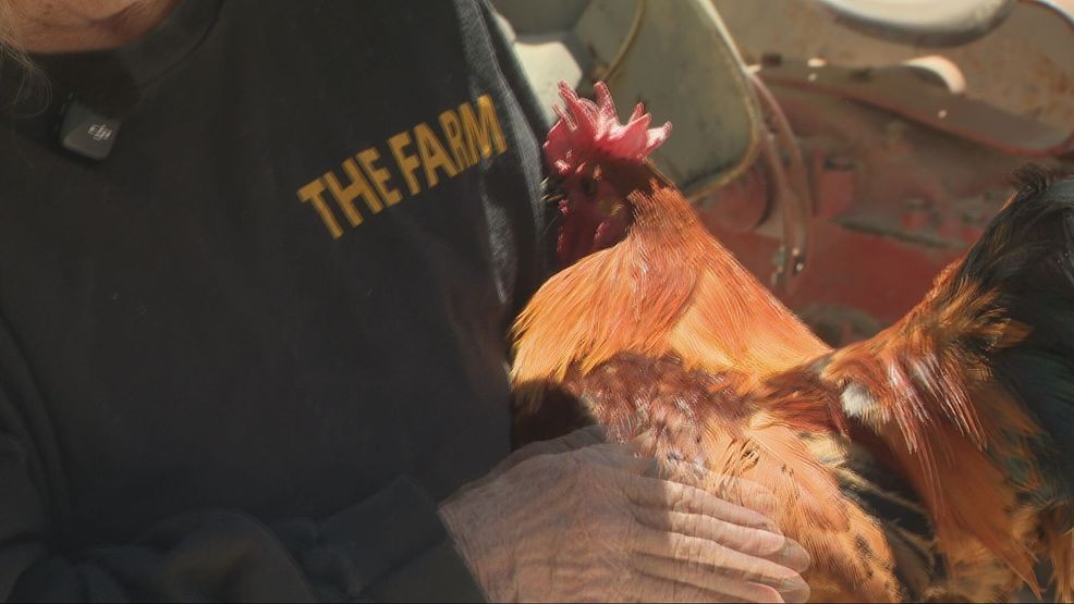 Hundreds of birds rescued as authorities crack down on alleged ...