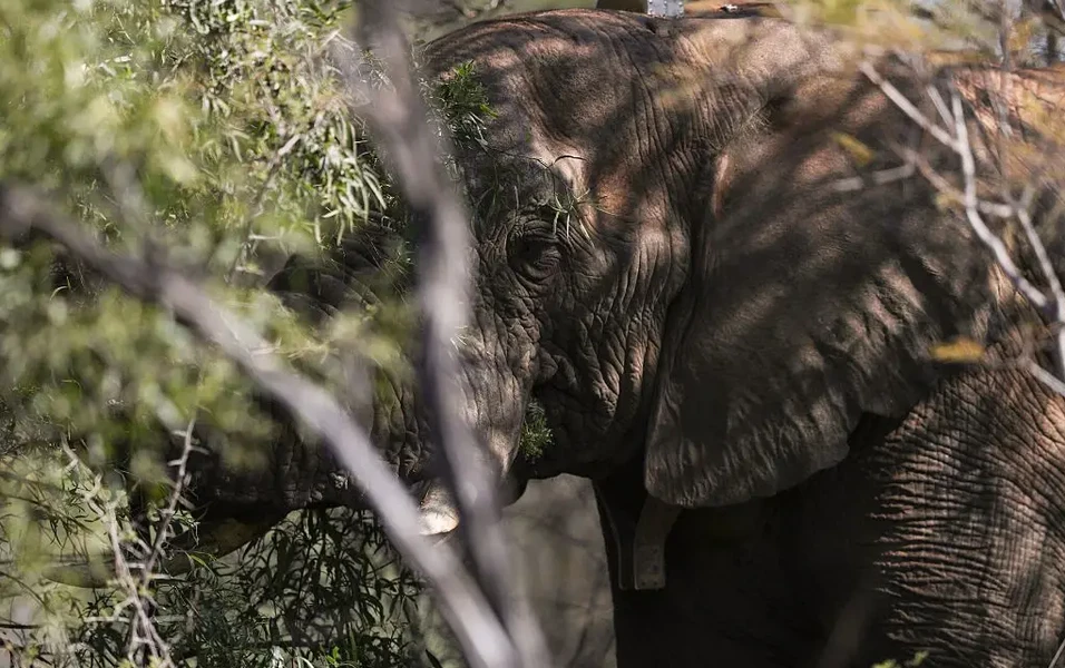 Baby elephant's mock charge at safari tourists delights online
