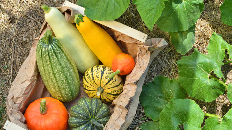 Mistakes everyone makes when planting squash