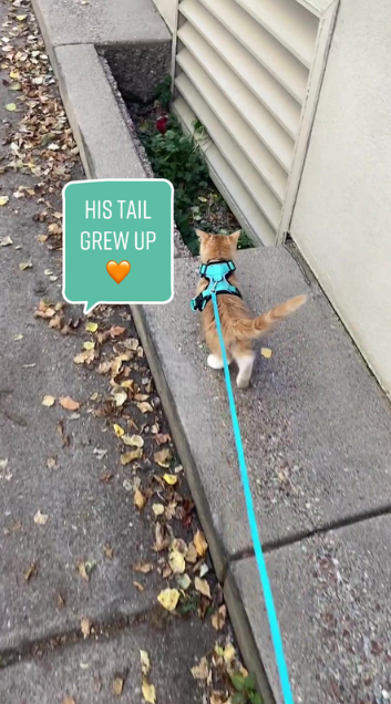 Pantaloons and floofy cat energy