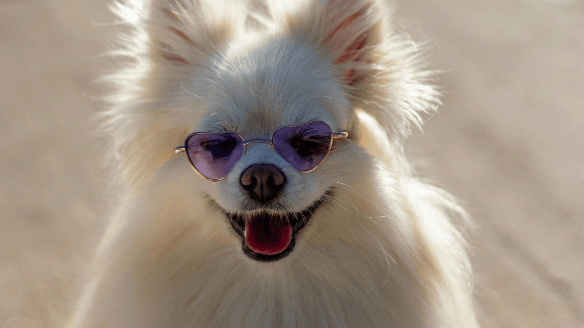 Why do dogs sigh? American Kennel Club experts explain the real reasons