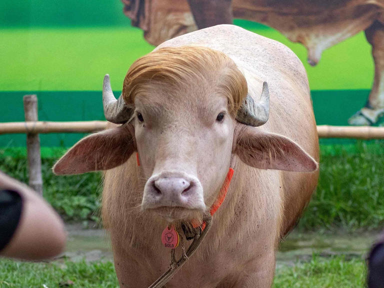 Trump-lookalike buffalo spared slaughter in Bangladesh