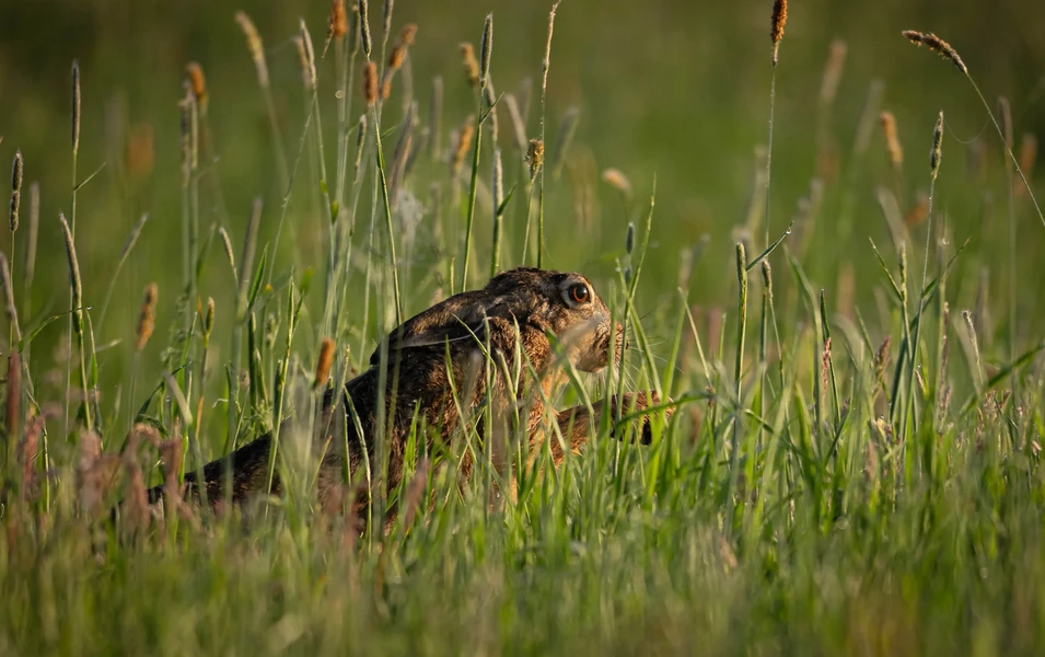 How to truly see wild hares in nature