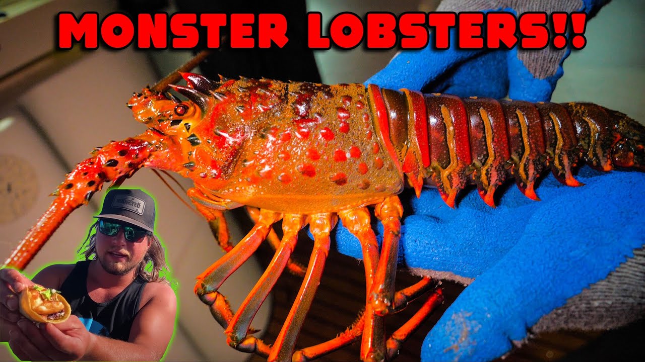 Fishing for the biggest lobster in the world! Cheesy lobster tacos recipe!