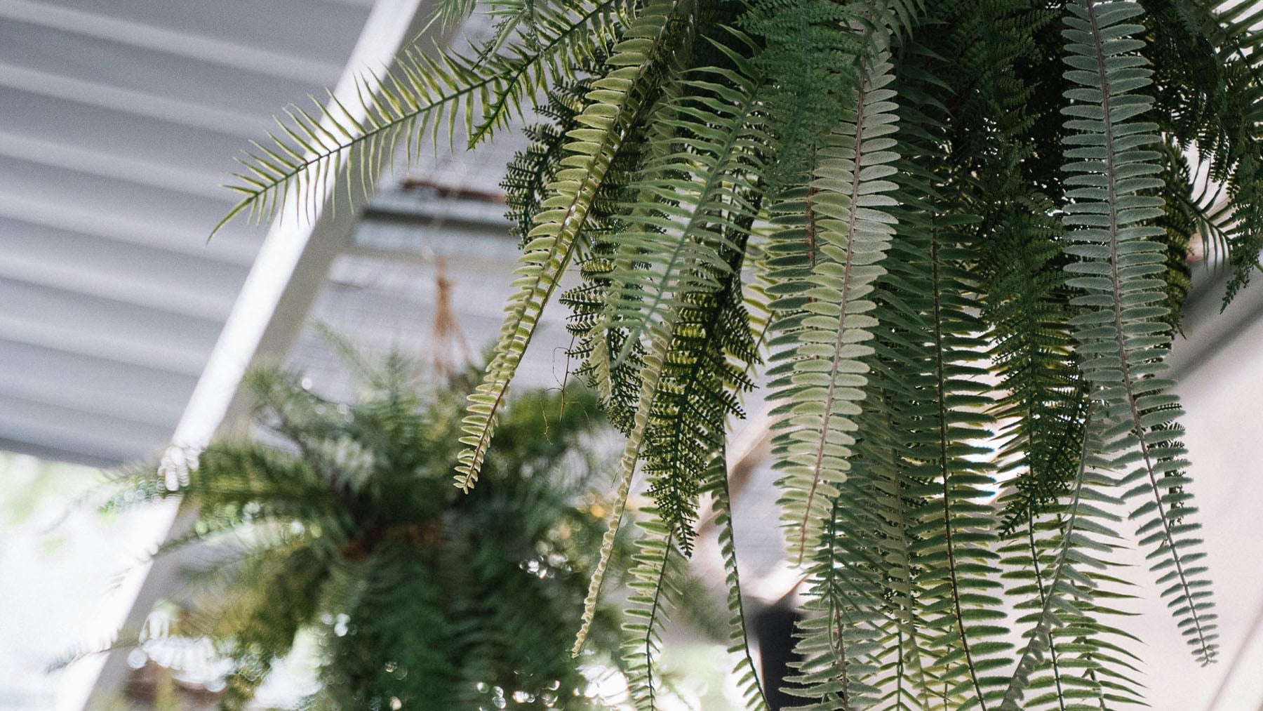 Ni claveles ni geranios: la planta ideal para absorber el calor en tu ...