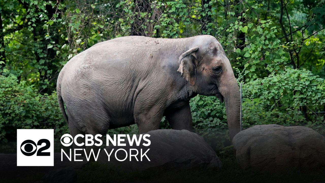 Bronx Zoo's Happy the elephant dies