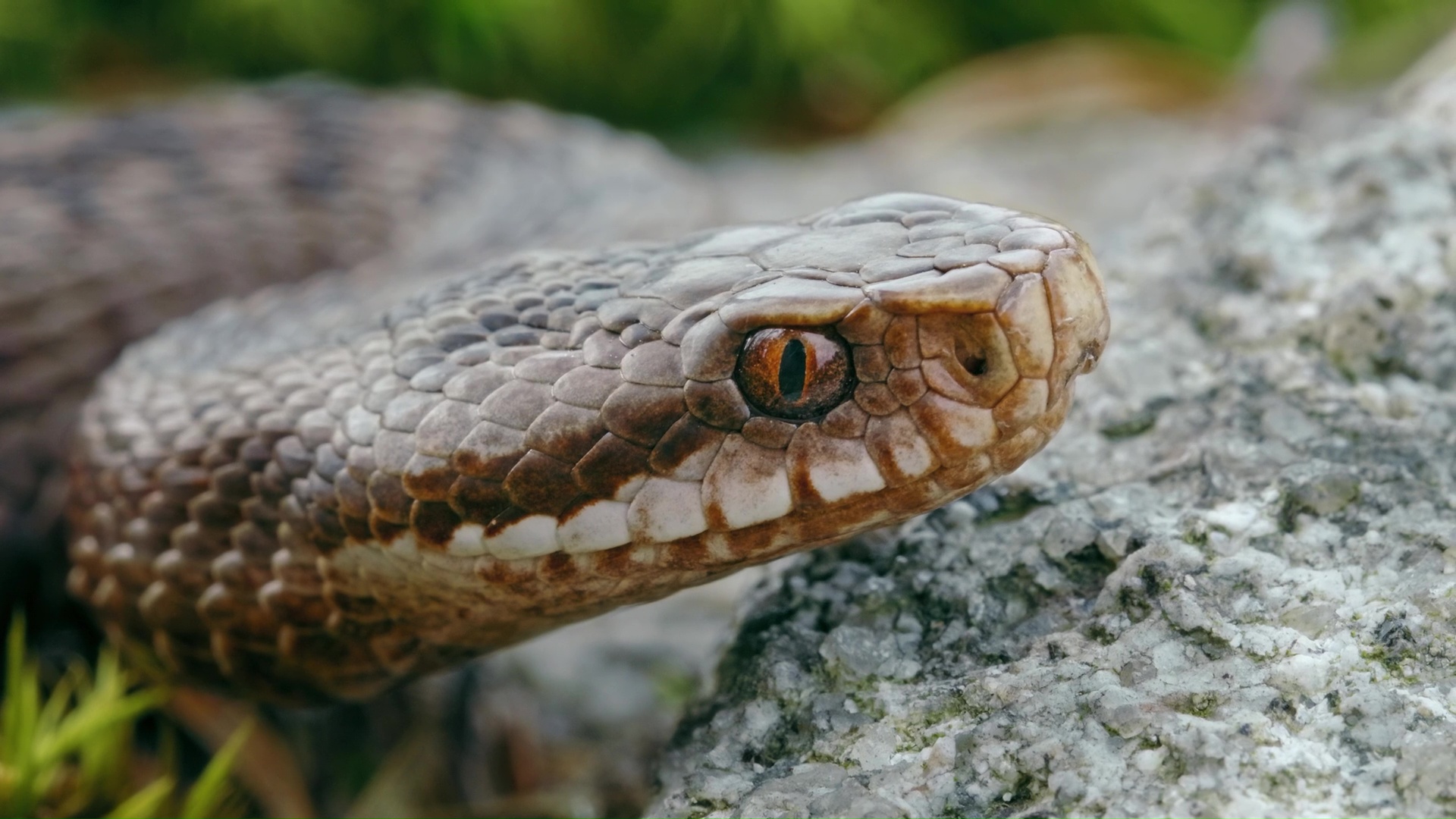 Intense close-up van een Europese adder tijdens de jacht