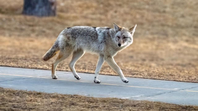 Child bitten in head as coyote remains on the loose near Toronto after ...
