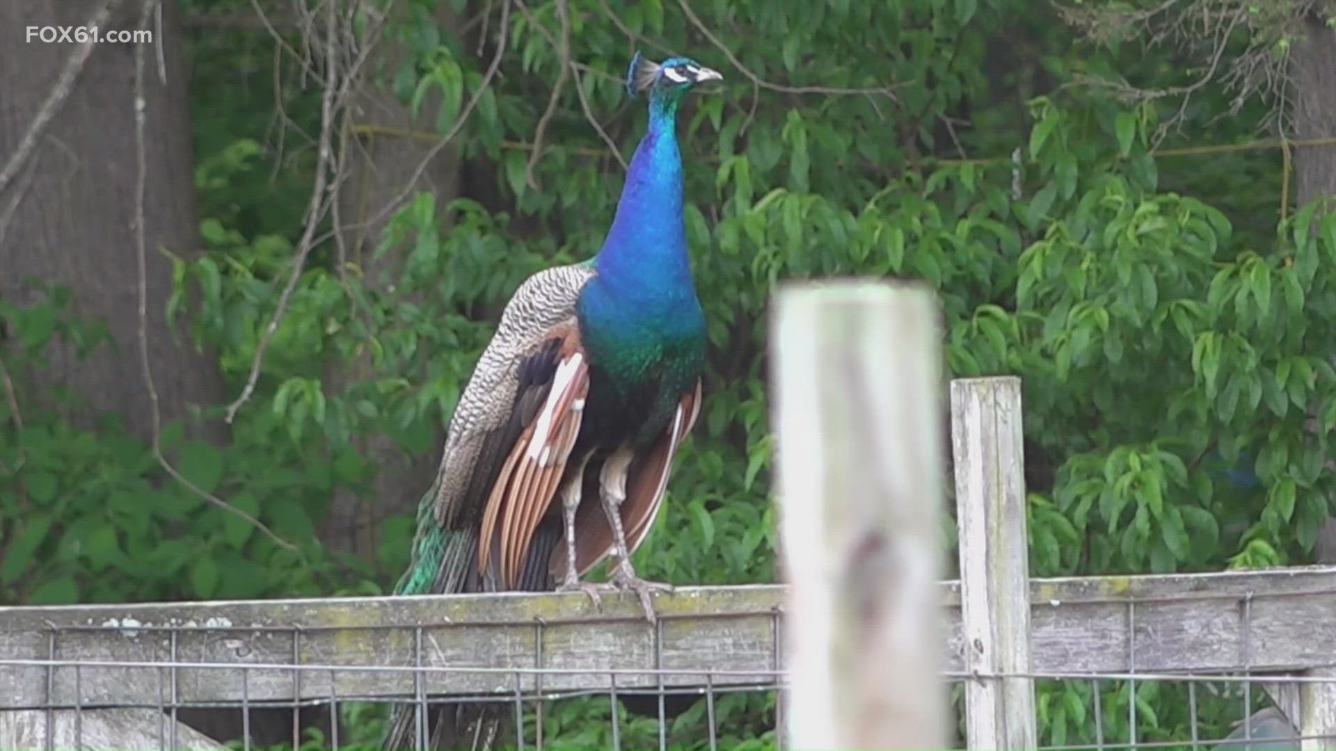 Exclusive: Missing peacock in Enfield settles down, neighbors become fans