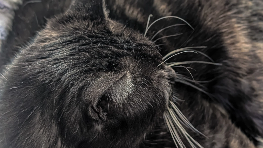 Keeping your cat happy during grooming time