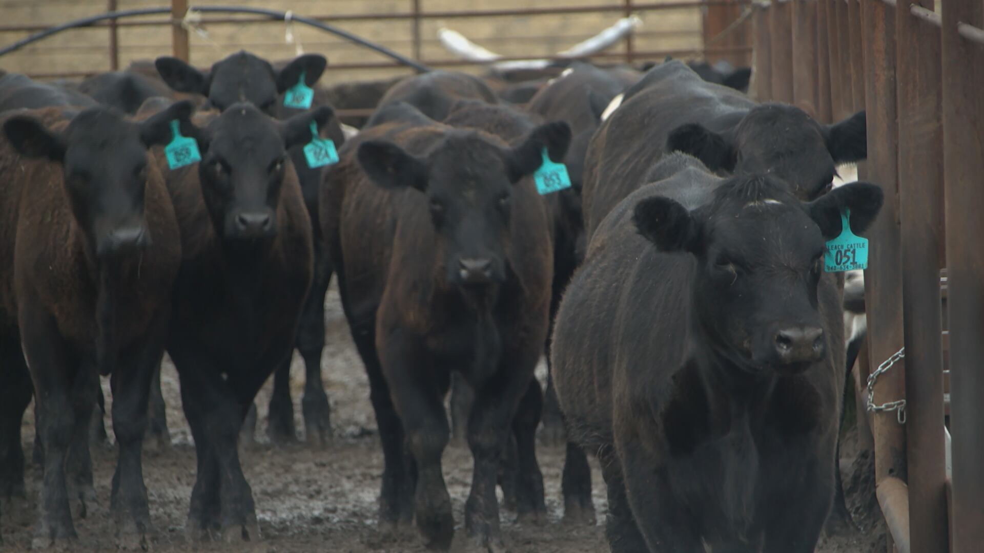 What’s the story with the new Sadler feedlot? We spoke to the family to ...