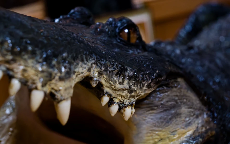 Beaked, toothless crocodile cousin sheds light on Triassic life