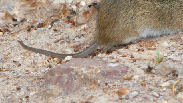 Burmese pythons could wipe out an endangered Florida rodent within ...