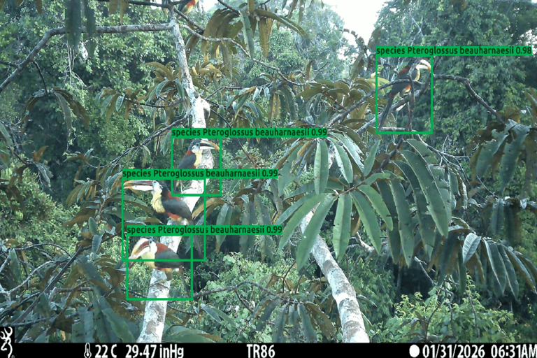 Most wildlife AI focuses on the ground. This model looks up in the trees